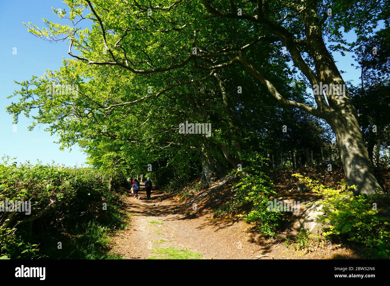 Weald of kent tree hi-res stock photography and images - Alamy