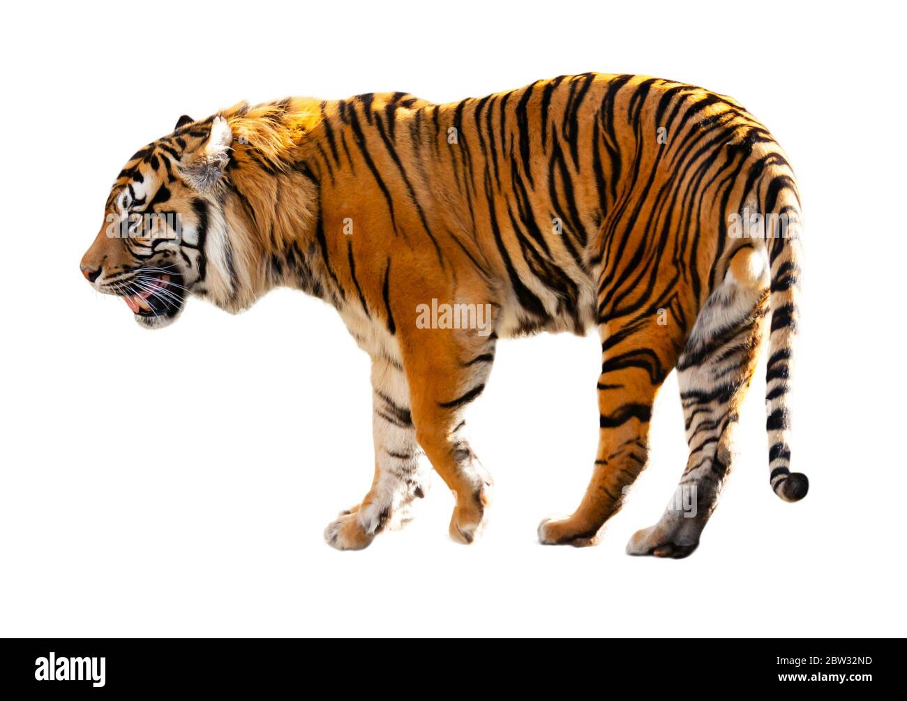 Great tiger. Isolated over white background Stock Photo - Alamy