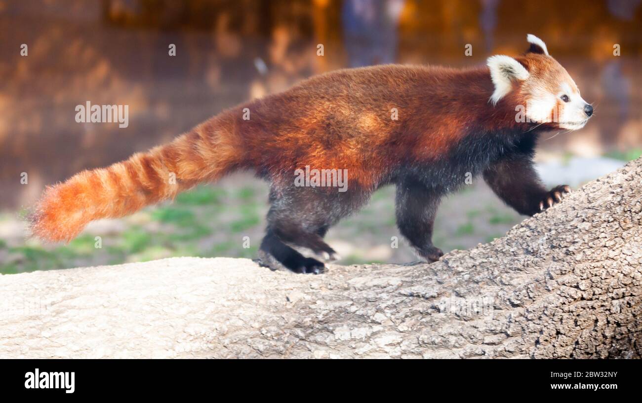 Long tailed fluffy red panda walking along thick tree branch in zoo ...