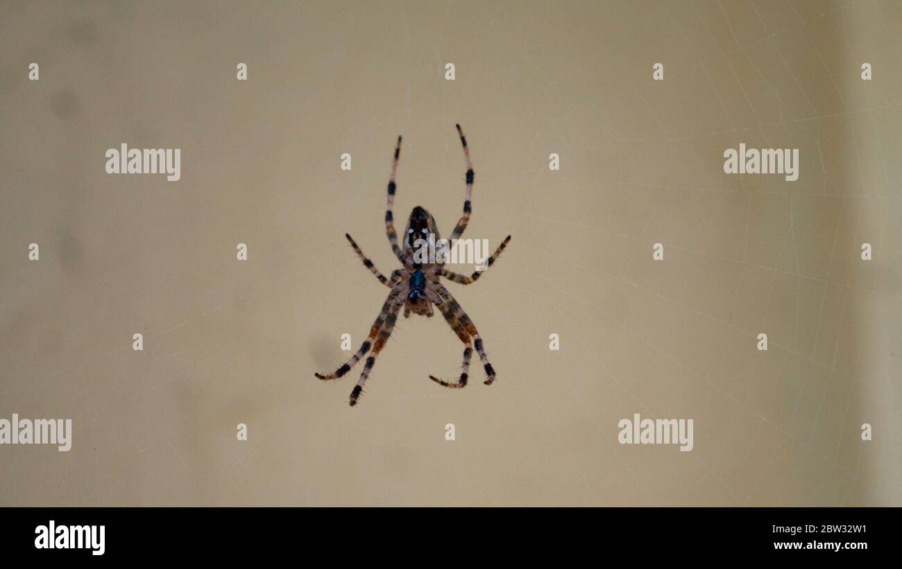 Shot of a European garden spider. Negative space Stock Photo - Alamy