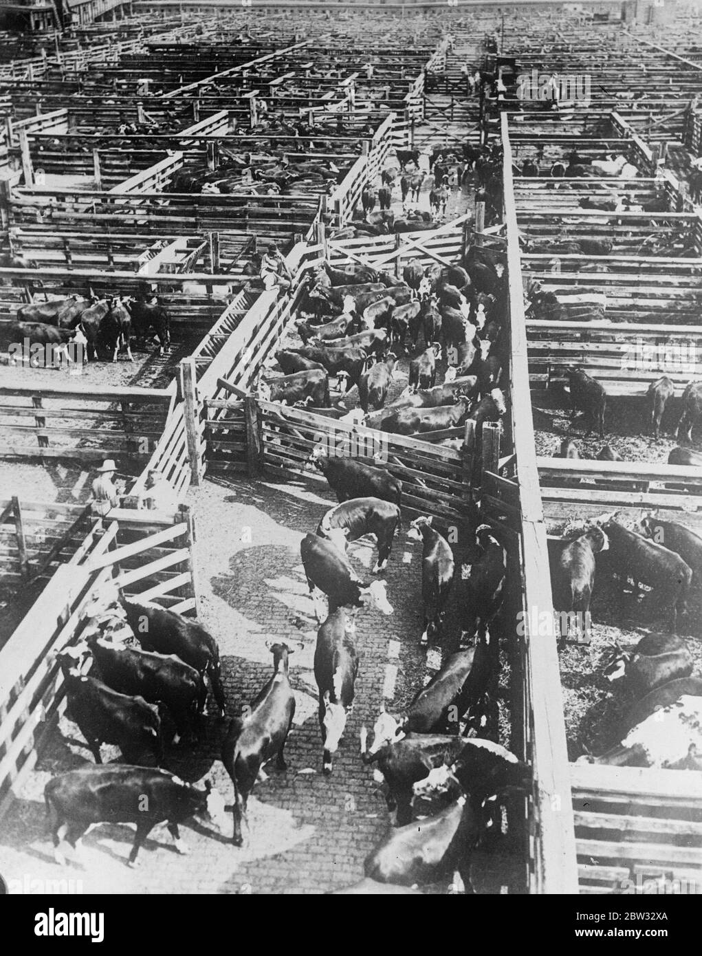 4500 cattle and pigs burned in great Chicago . Damage amounting to over ...