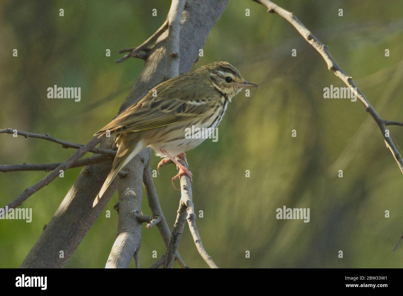 Indian pipit hi-res stock photography and images - Alamy