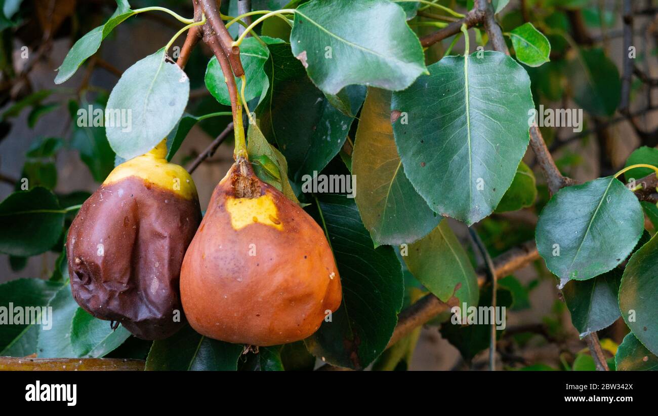 A whole rotten pears hangs on a green tree in the garden Stock Photo ...