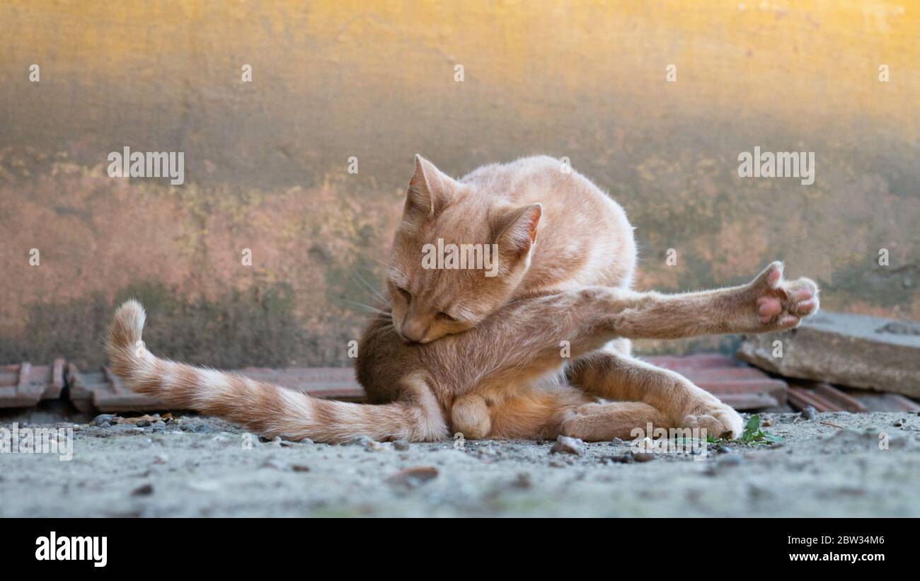 Red testicles hi-res stock photography and images - Alamy