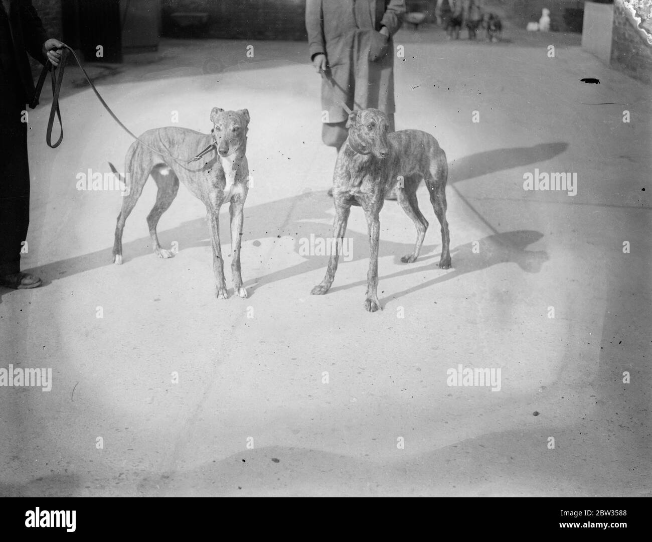 Double animals Black and White Stock Photos & Images - Alamy