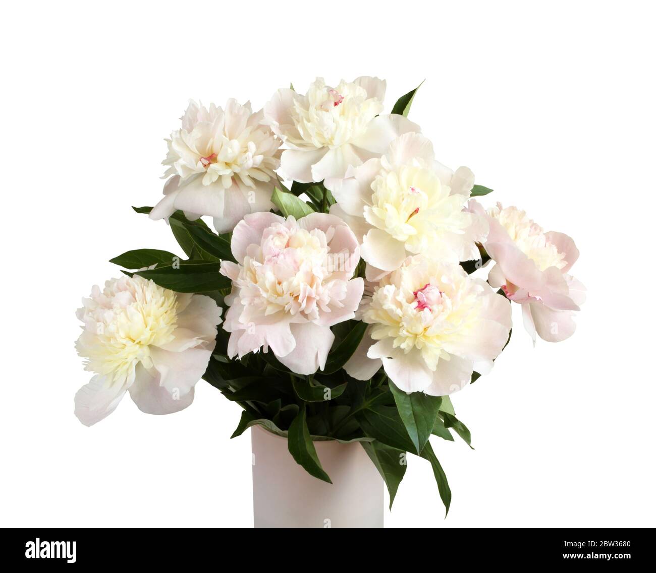Bouquet of small light pink peonies on white background Stock Photo - Alamy
