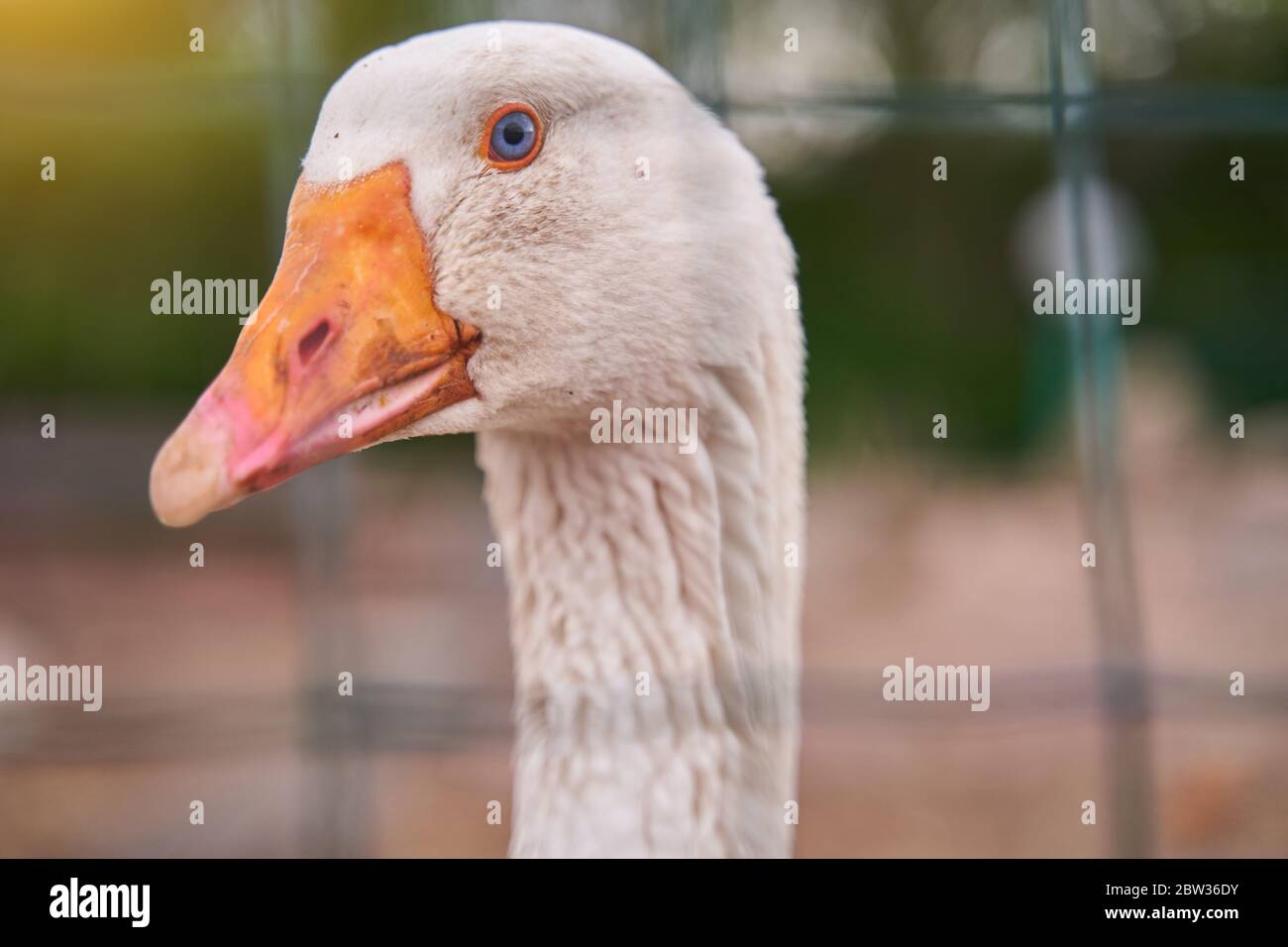 One adult goose hi-res stock photography and images - Alamy