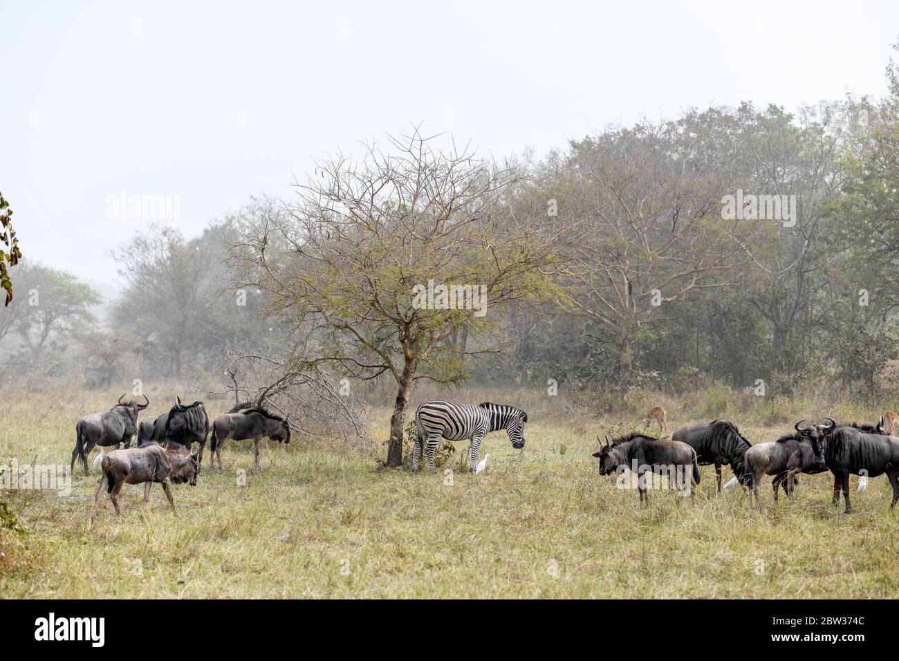 Africa, West Africa, Togo, Kara, Sarakawa. A herd of buffalo and a ...