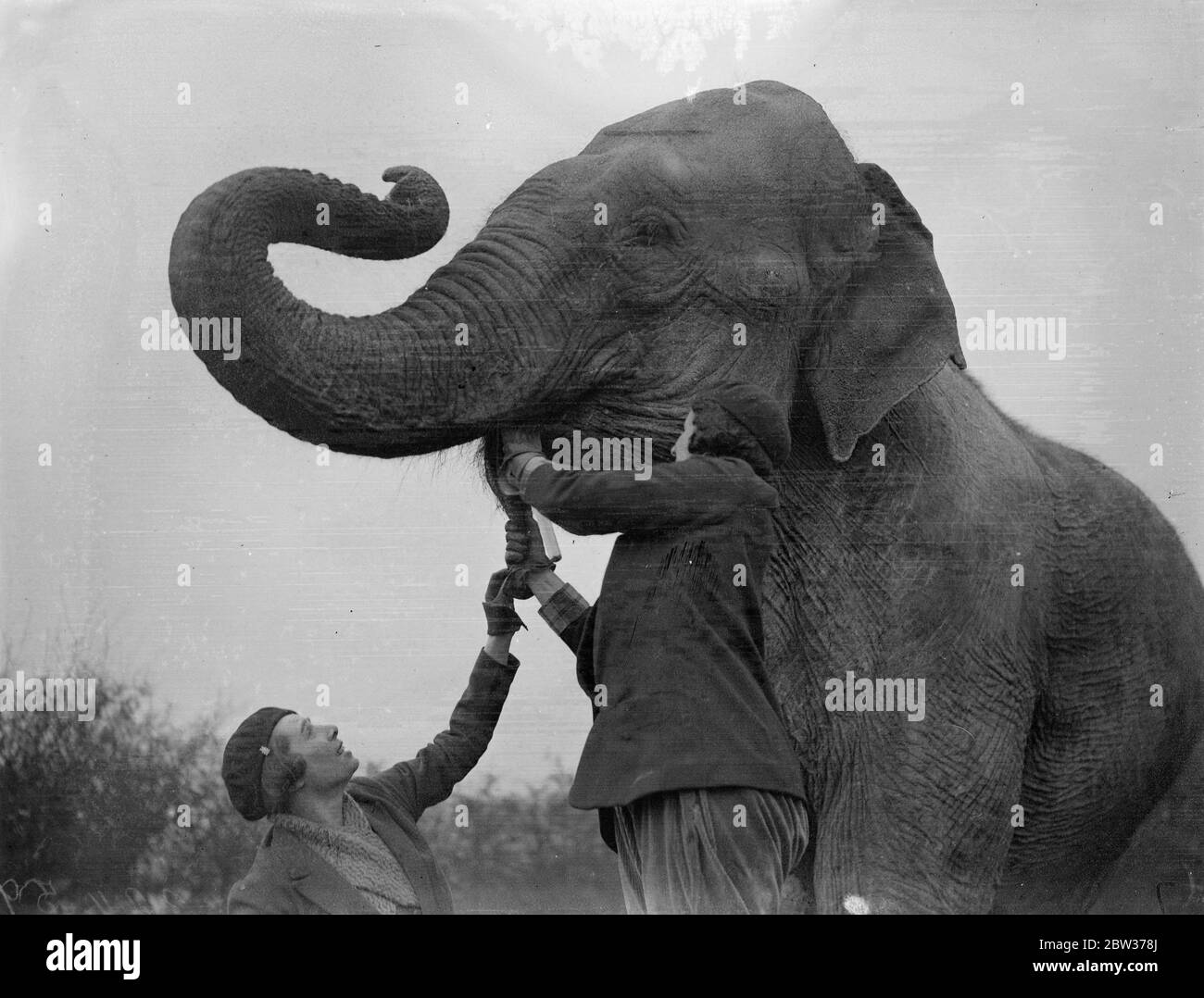 Annie will never have a toothache . The Francesco sisters polishing the ...
