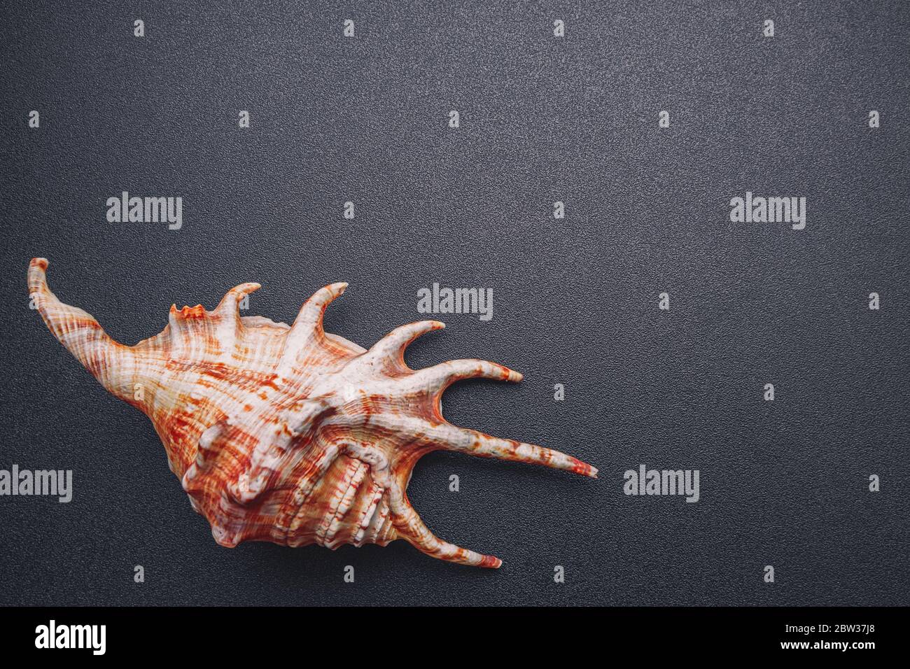 Sea shell on a dark background, flat lay Stock Photo - Alamy