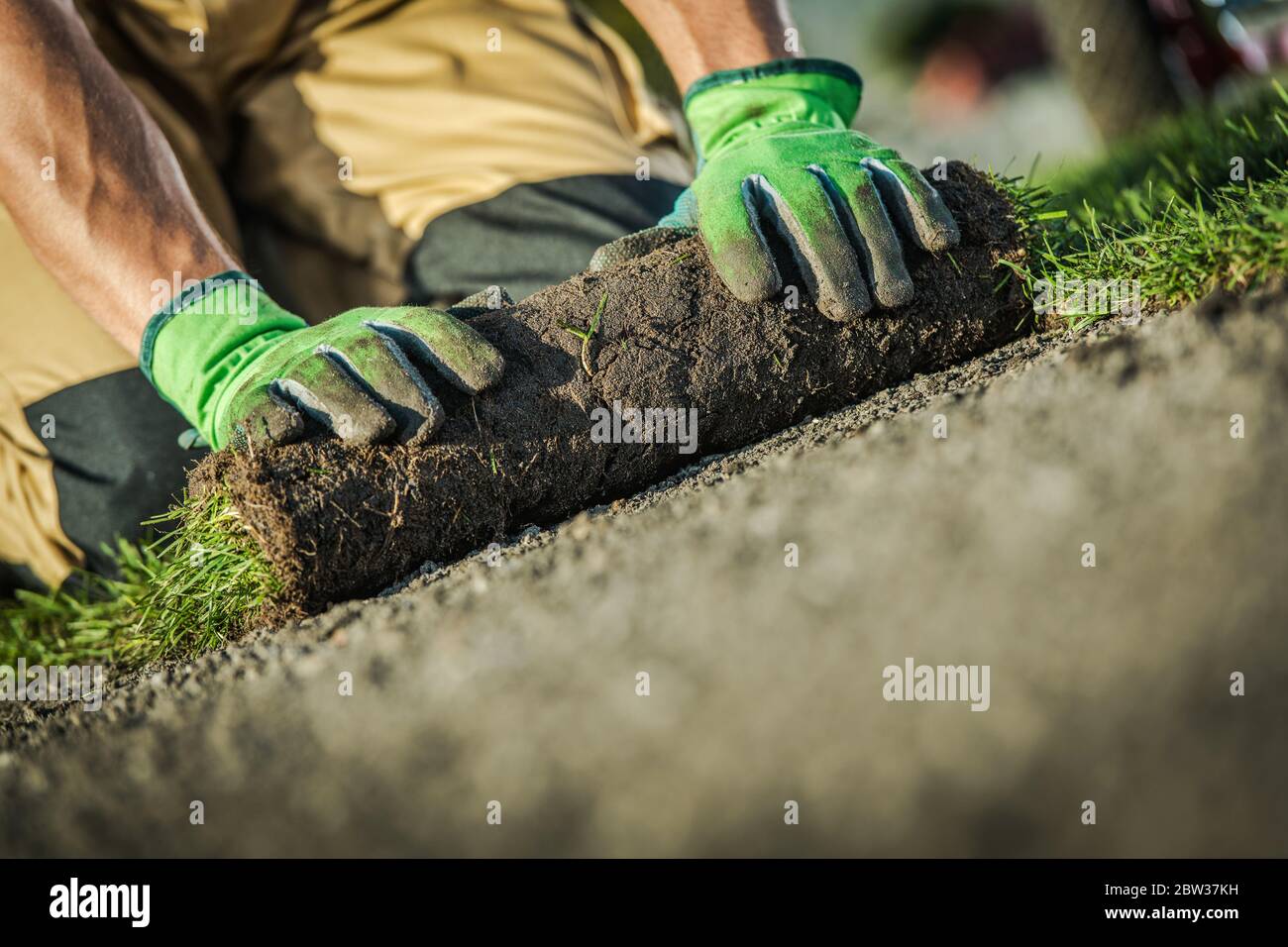 Residential Lawn Grass Installation by Caucasian Gardener. Garden ...