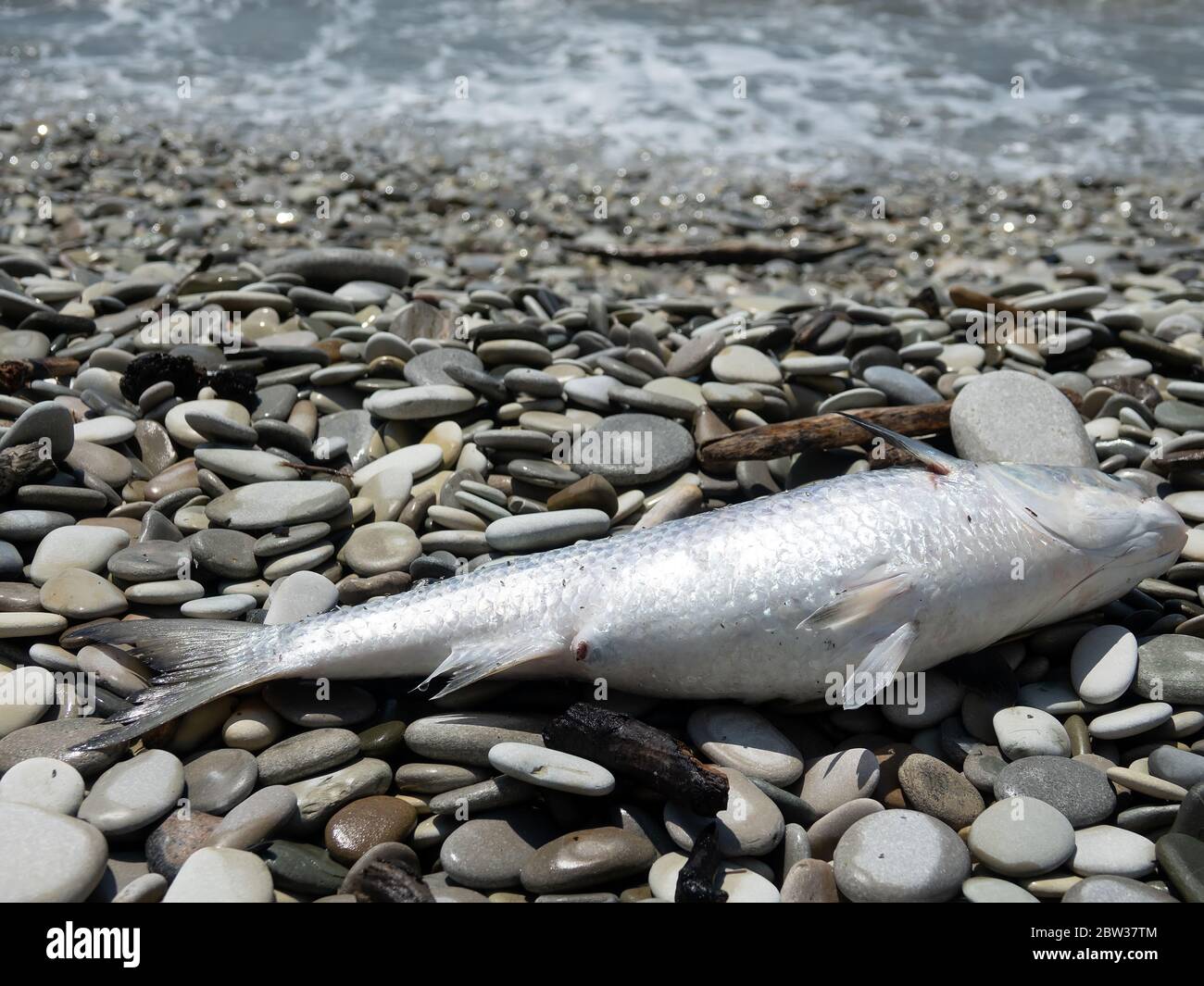 Dead mullet (Mugil) on shore of sea, fish with no external injuries ...