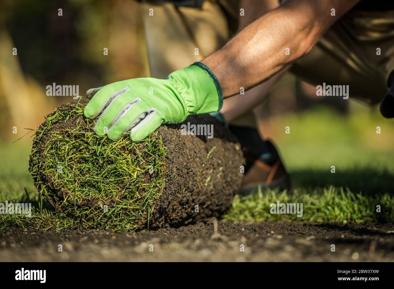 Caucasian Gardener Installing Natural Grass Turfs in Garden. Close Up ...