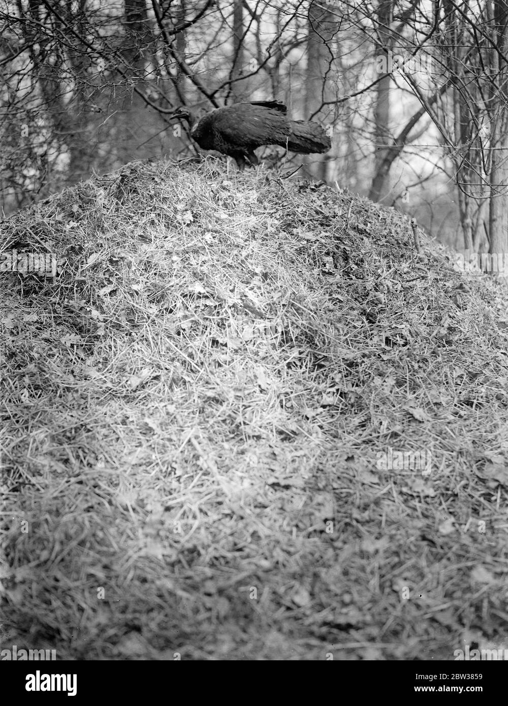 Decaying matter Black and White Stock Photos & Images - Alamy