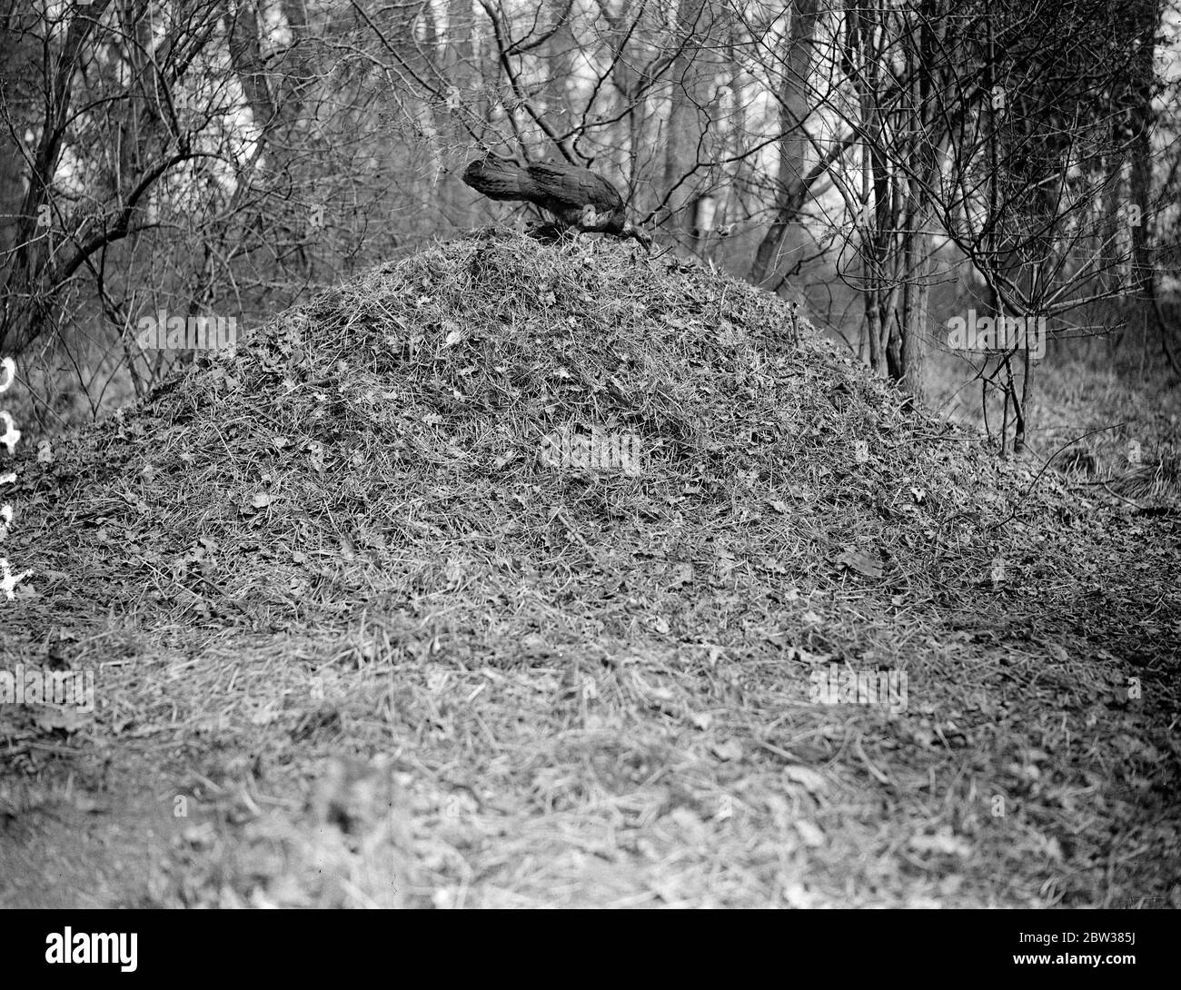 Decaying matter hi-res stock photography and images - Alamy