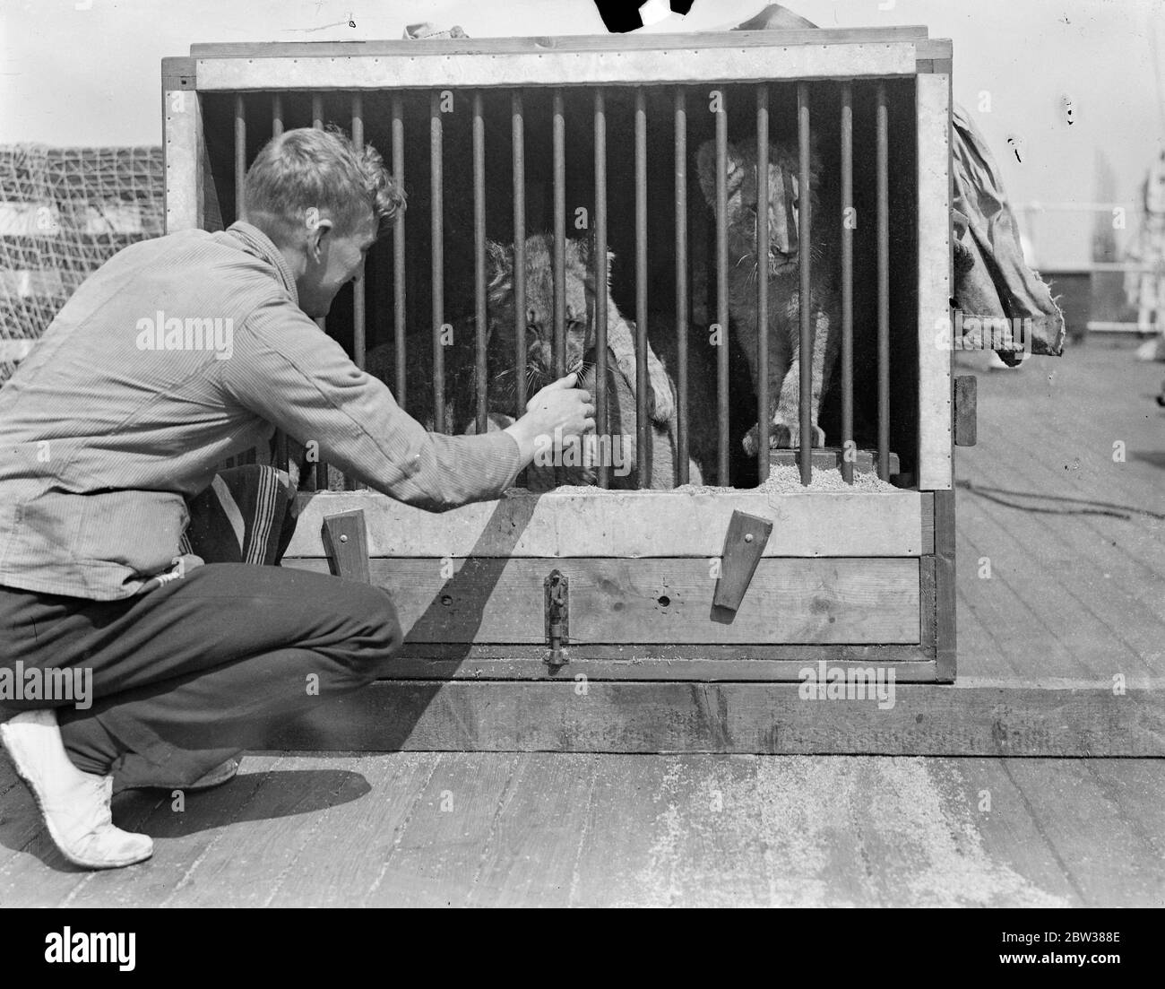 White lion ship hi-res stock photography and images - Alamy