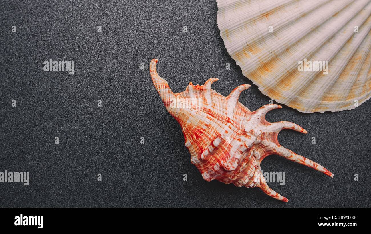 Sea shell on a dark background, flat lay Stock Photo - Alamy