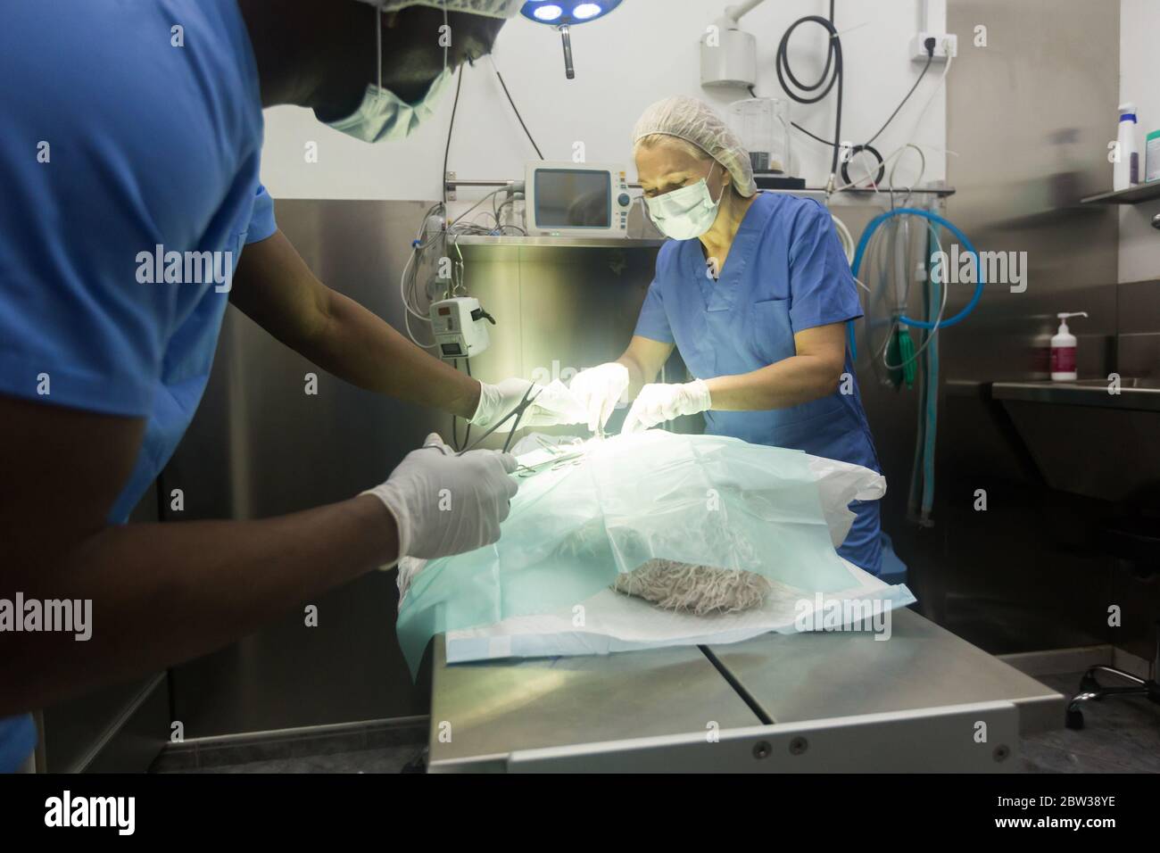 Surgery for a dog in a veterinary clinic Stock Photo - Alamy