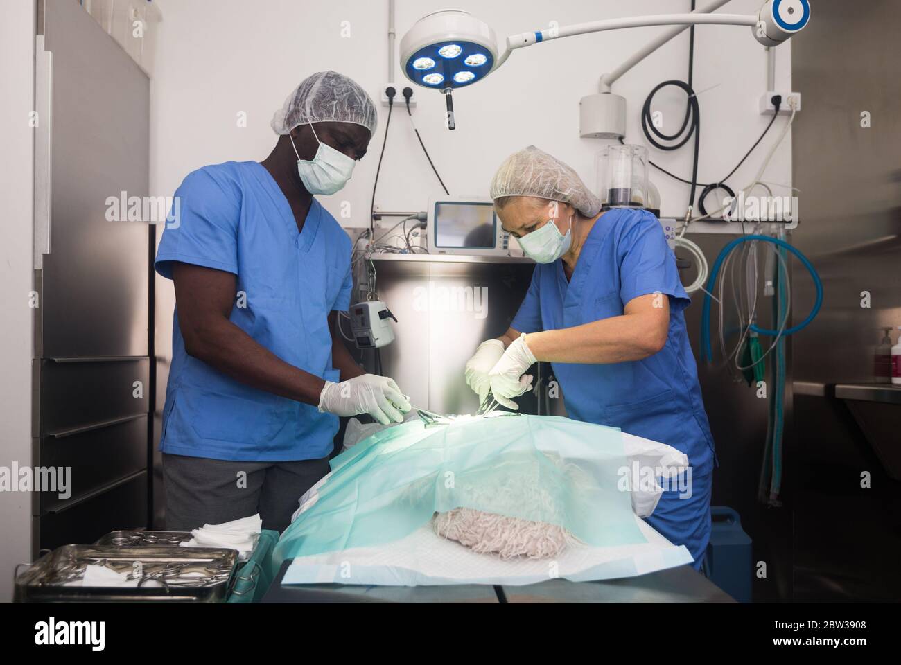 Vetinary nurse and dog hi-res stock photography and images - Alamy