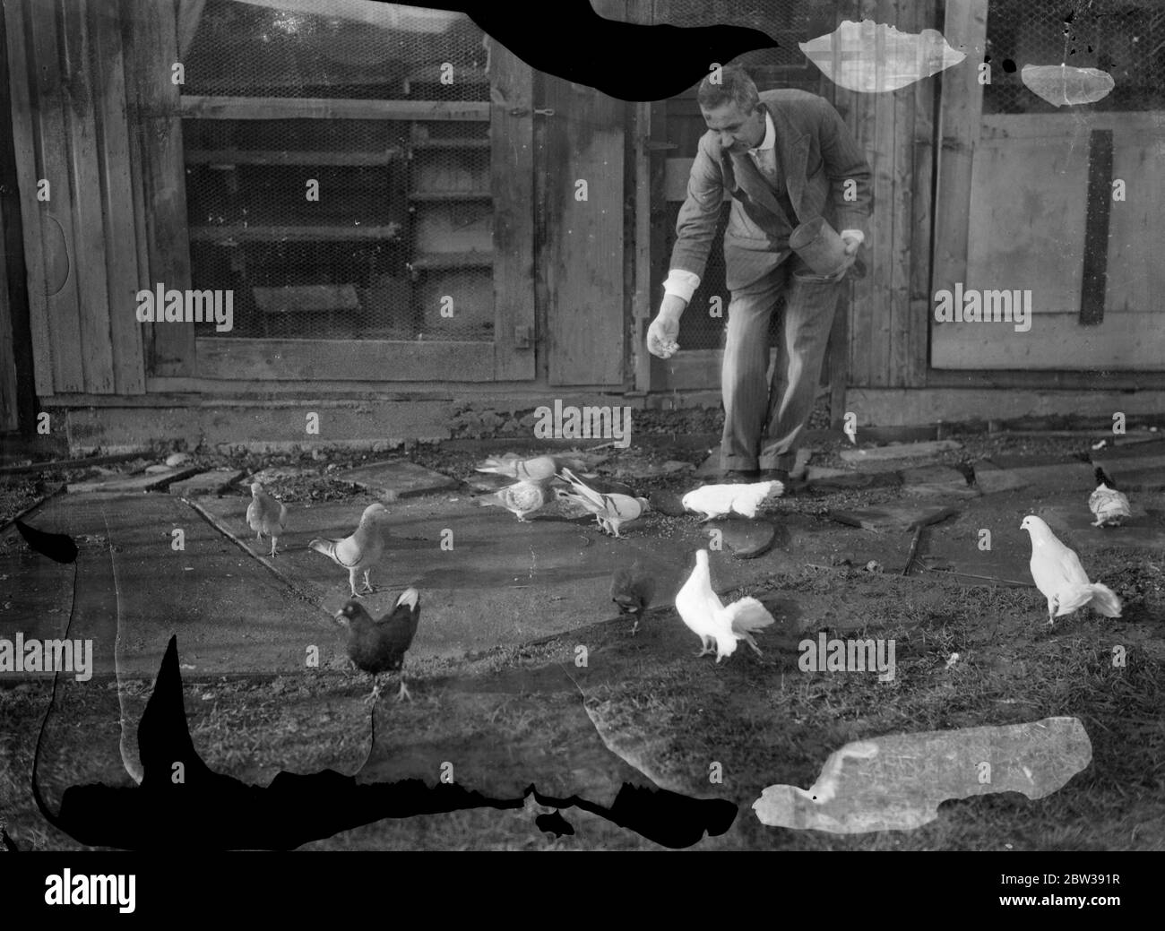 Bear pinner hi-res stock photography and images - Alamy