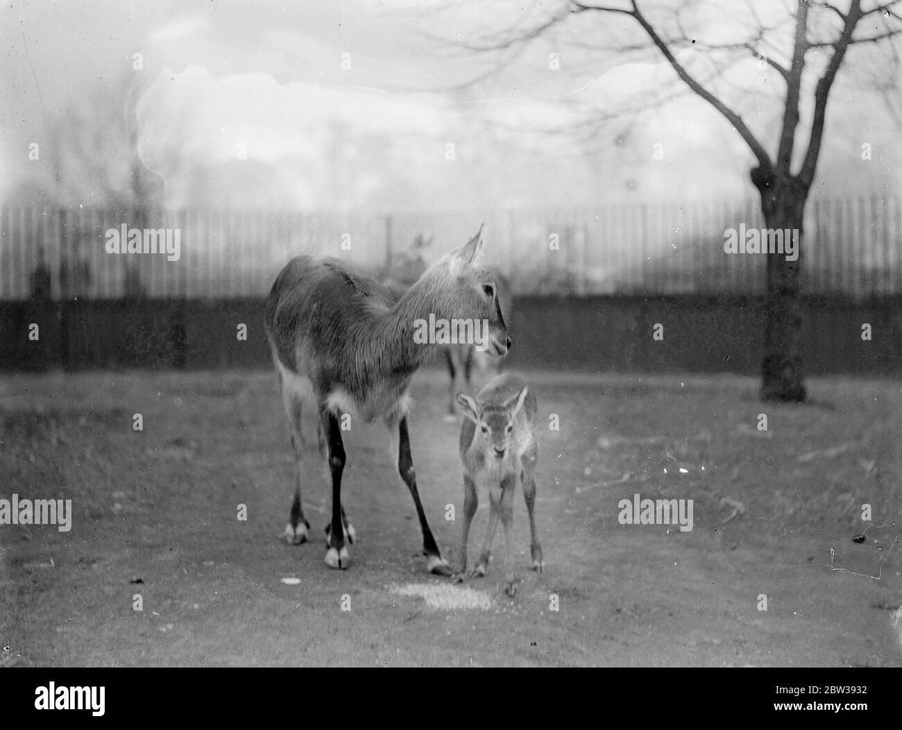 Another deer at London Zoo with this new born fawn . April 1934 30s, 30 ...