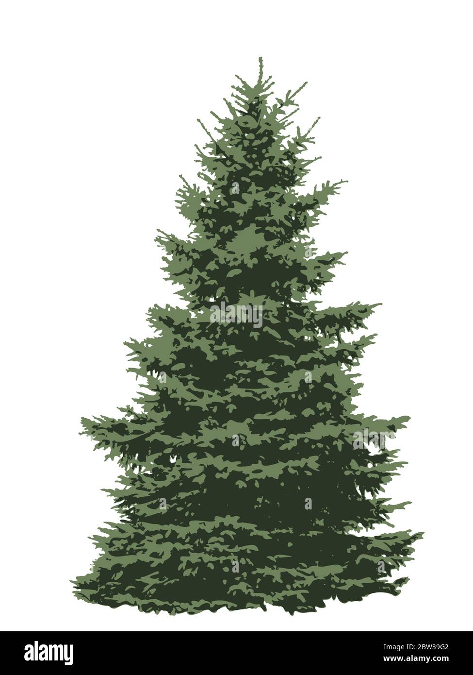 Green fir tree isolated on white background Stock Photo - Alamy