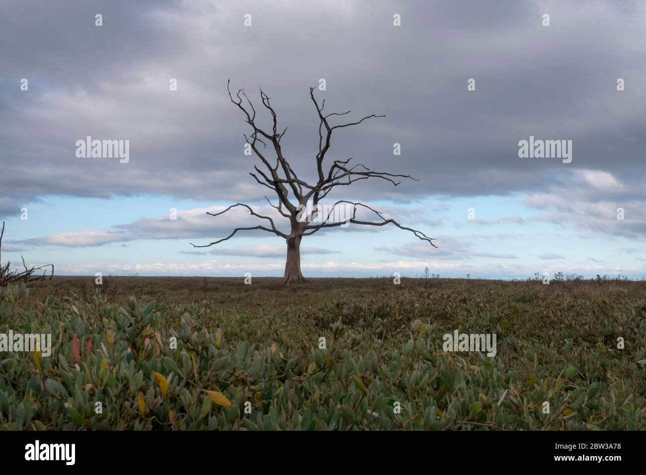 Dead tree on the Somerset coast, Salt marsh Porlock Stock Photo - Alamy