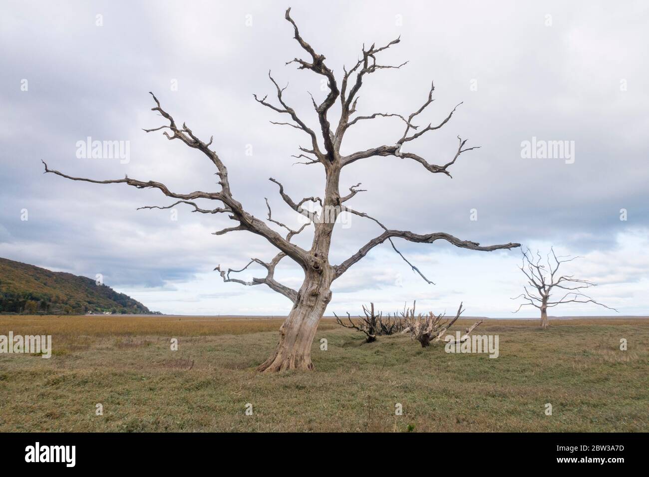Dead tree with no leaves on white background Stock Photo - Alamy