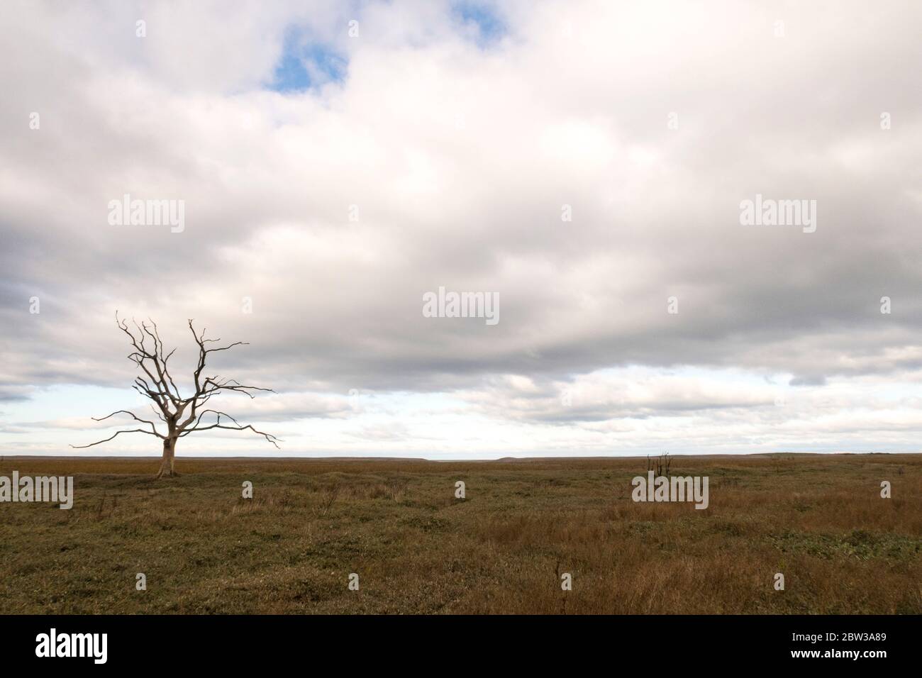 Dead tree with no leaves on white background Stock Photo - Alamy