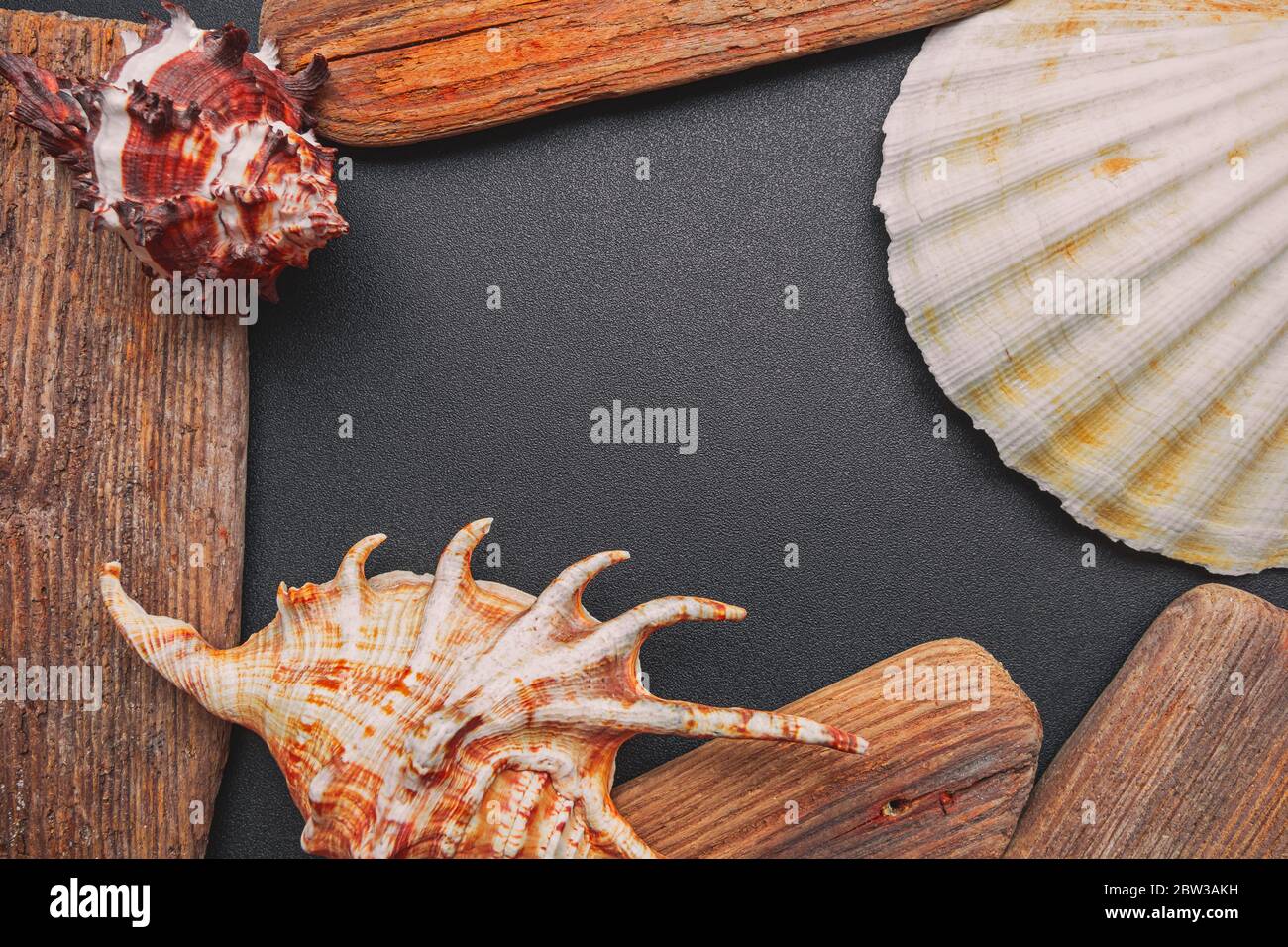 Sea shell on a dark background, flat lay with shell Stock Photo - Alamy