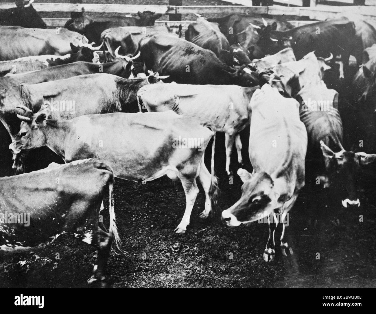 Starving Cows In Italy