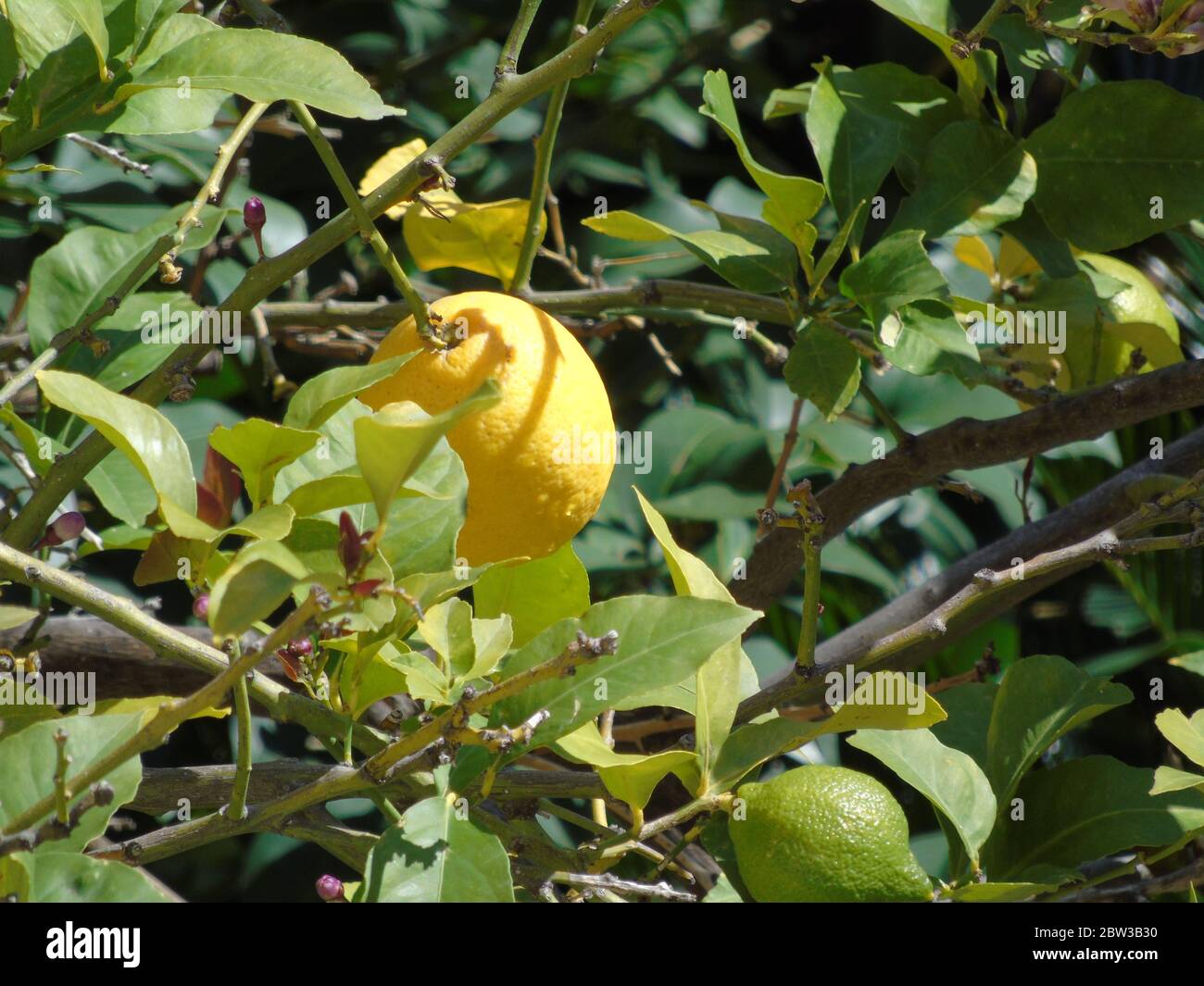 Lemon Tree with Lemons Stock Photo - Alamy