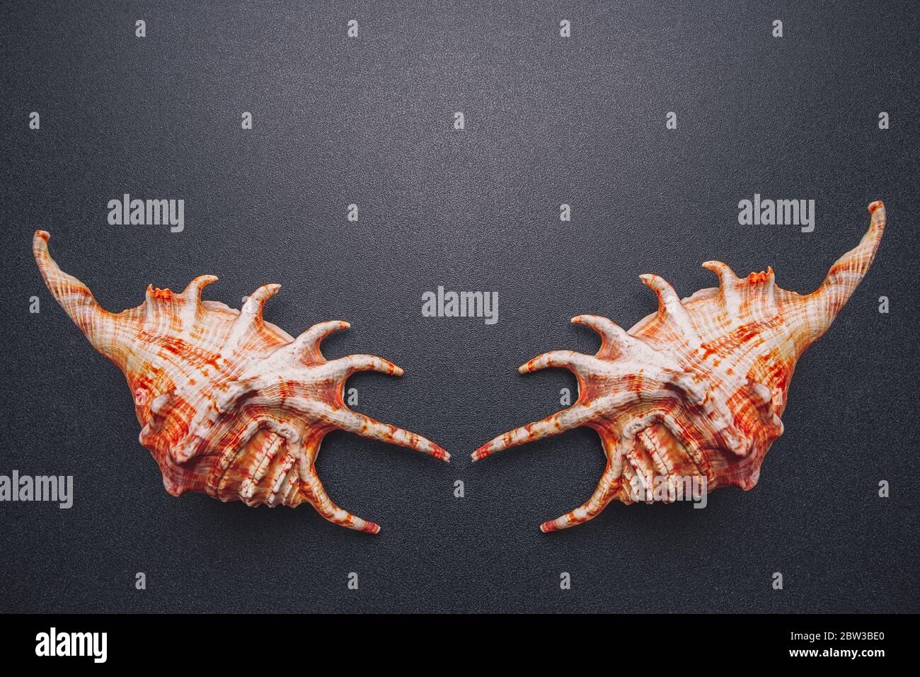 Sea shell symmetry on a dark background, flat lay with shell Stock ...