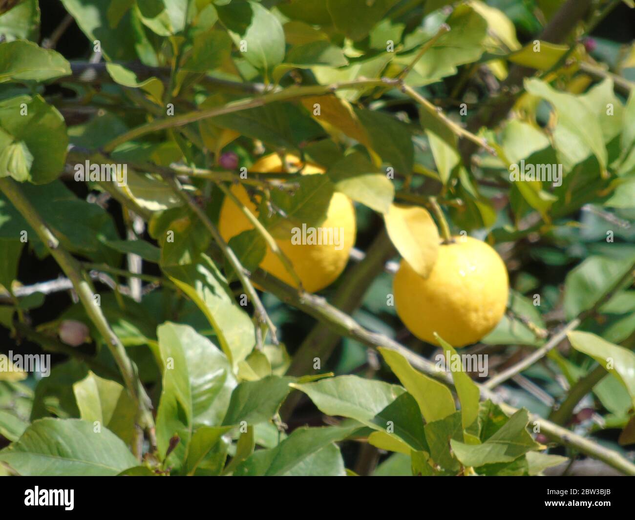 Lemon Tree with Lemons Stock Photo - Alamy