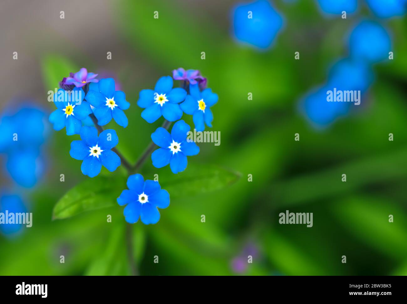 blue heart-shaped forget-me-nots with copy space Stock Photo - Alamy