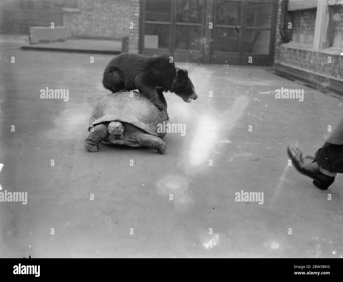 Where is Minnie ? Off for a ride on Moocher . Bear and tortoise are ...