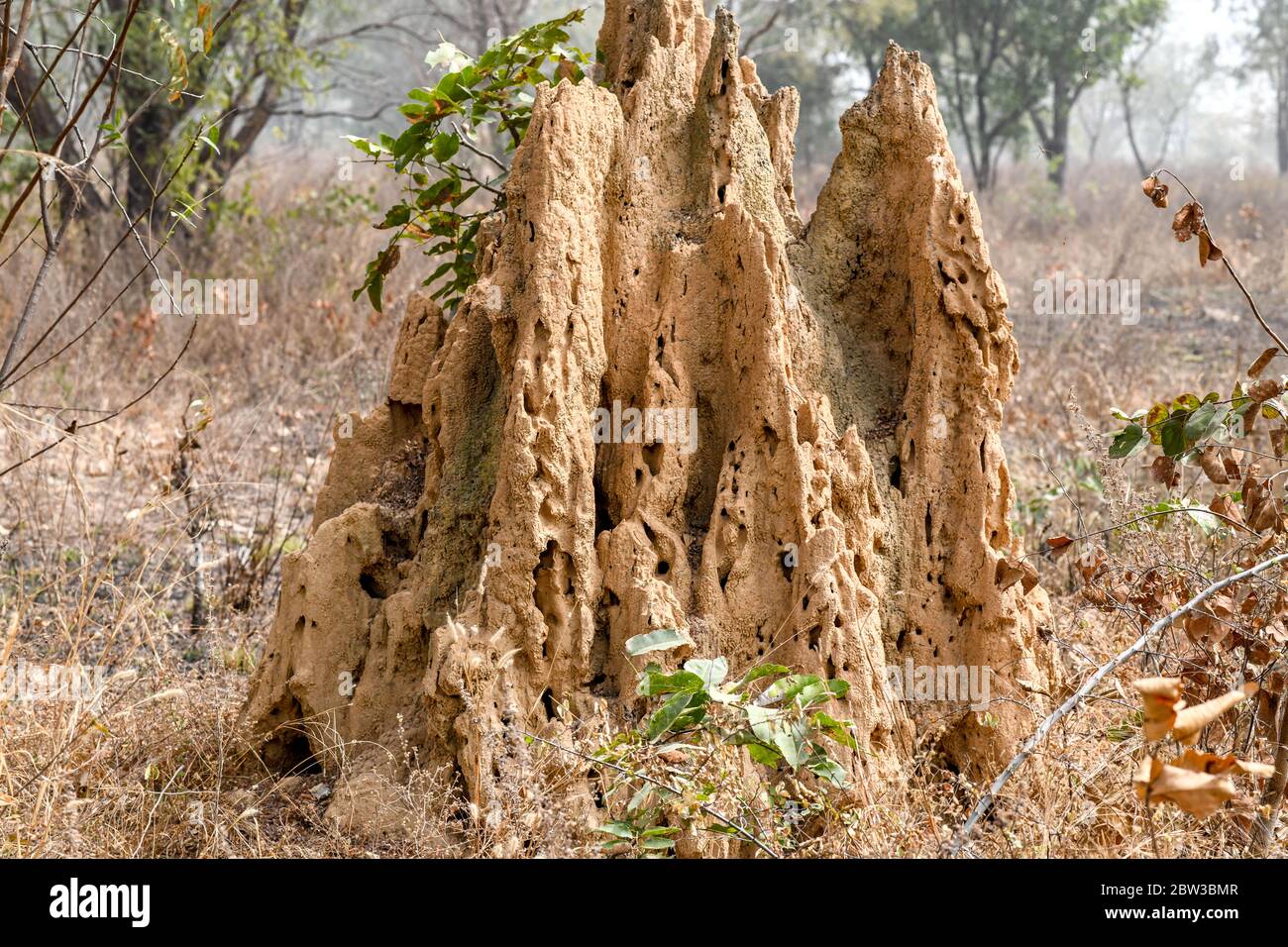 Africa, West Africa, Togo, Kara, Sarakawa. A termite mound rising out ...