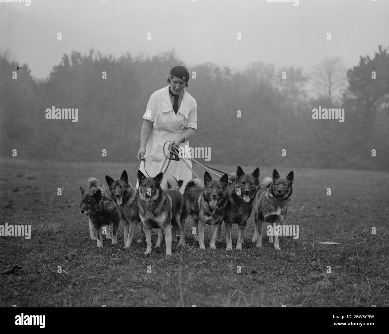 Elkhounds hi-res stock photography and images - Alamy