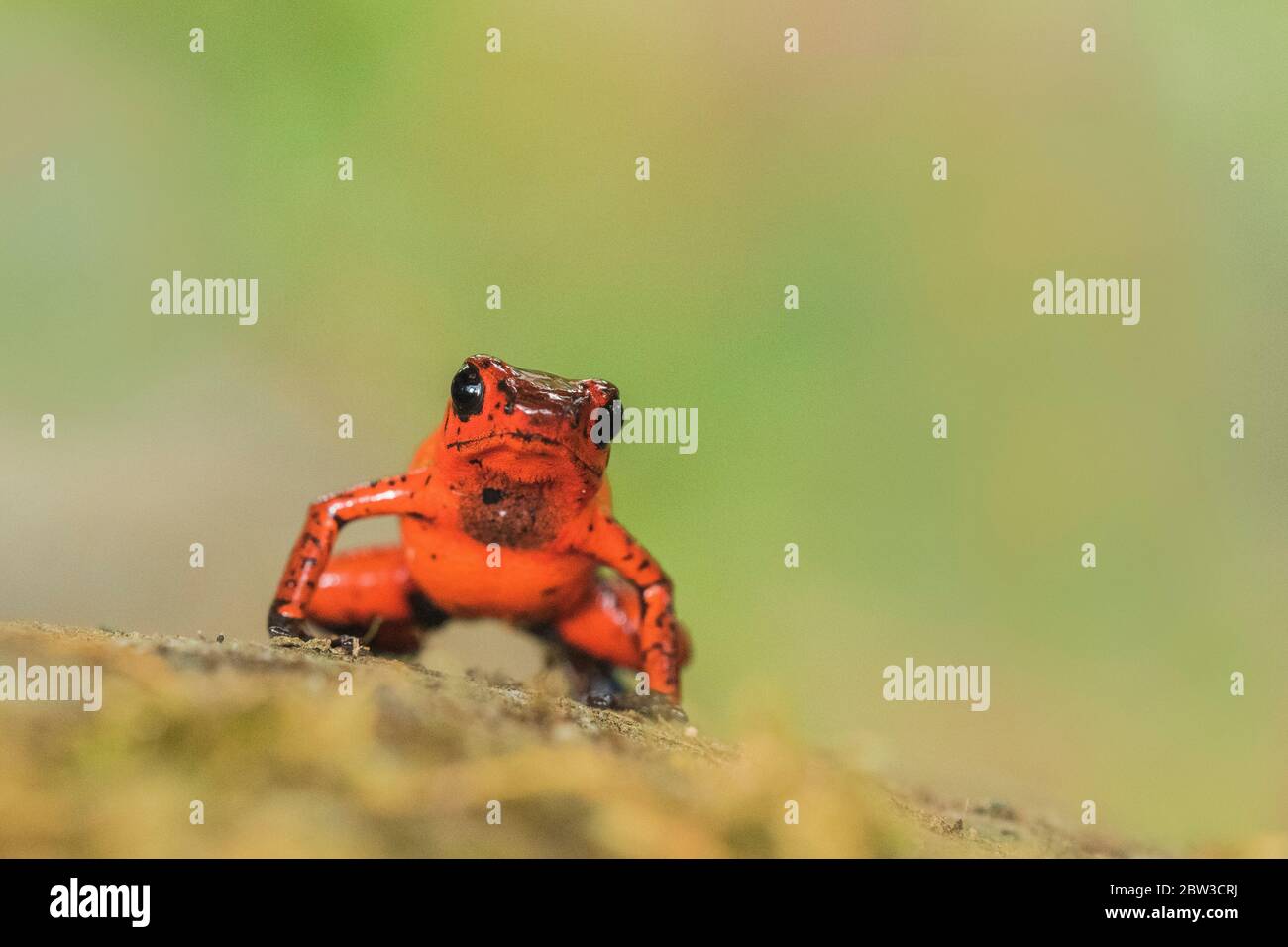 Strawberry Poison dart frog (Oophaga pumilio), formerly Dendrobates ... Strawberry Poison dart frog (Oophaga pumilio), formerly Dendrobates ...