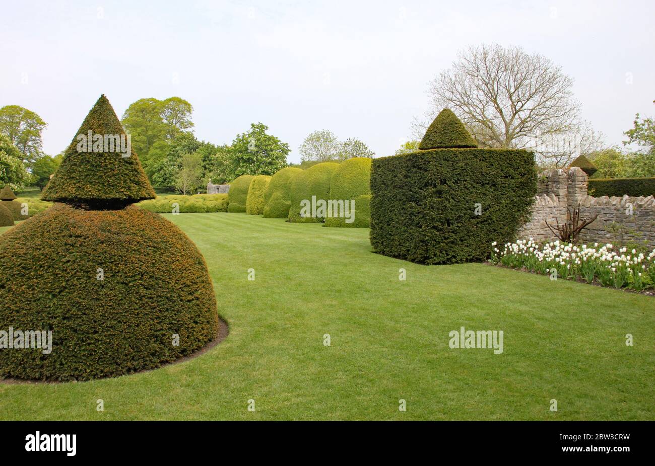 Cone shaped shrubs hi-res stock photography and images - Alamy
