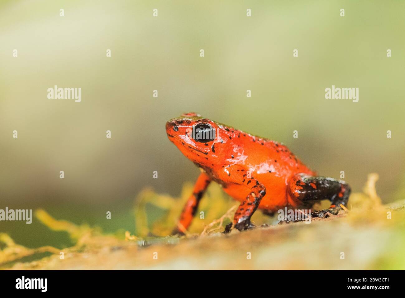 Strawberry Poison dart frog (Oophaga pumilio), formerly Dendrobates ... Strawberry Poison dart frog (Oophaga pumilio), formerly Dendrobates ...