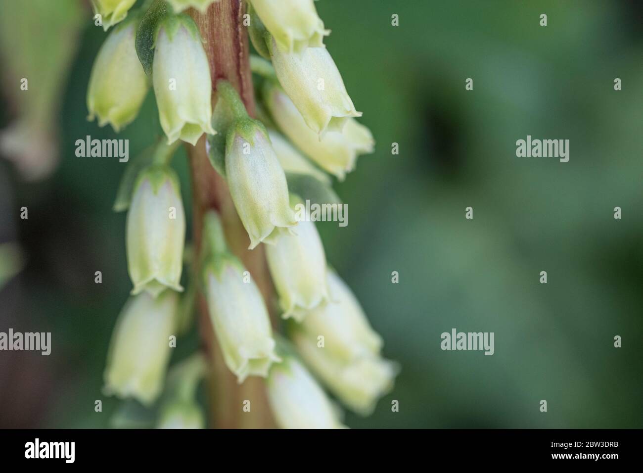Close-up of open bell-shaped flowers of Navelwort / Umbilicus rupestris ...