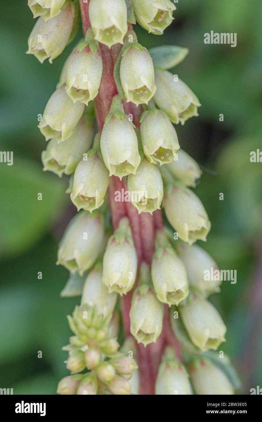 Close-up of open bell-shaped flowers of Navelwort / Umbilicus rupestris ...