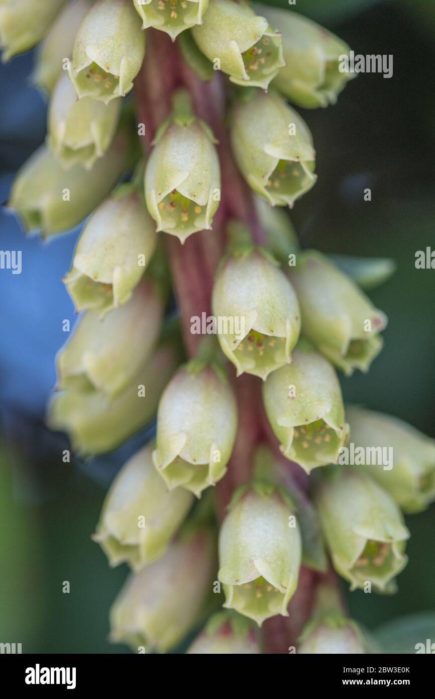 Close-up of open bell-shaped flowers of Navelwort / Umbilicus rupestris ...