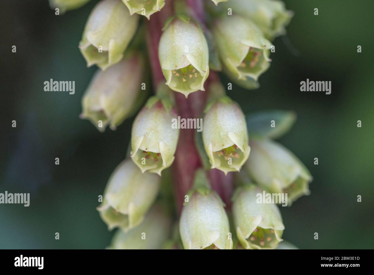 Close-up of open bell-shaped flowers of Navelwort / Umbilicus rupestris ...