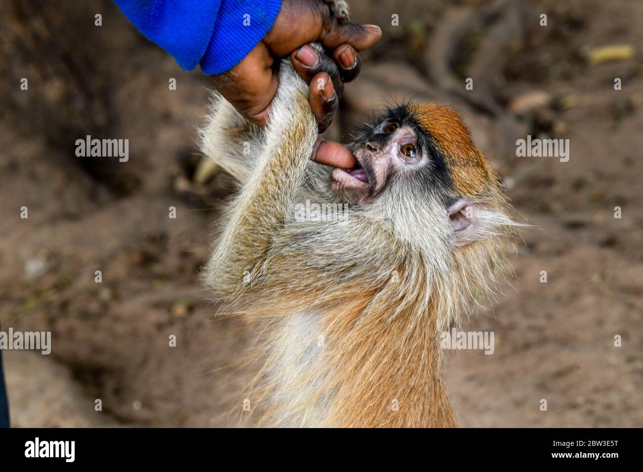 Africa, West Africa, Togo, Kara, Sarakawa. Portrait of a monkey biting ...