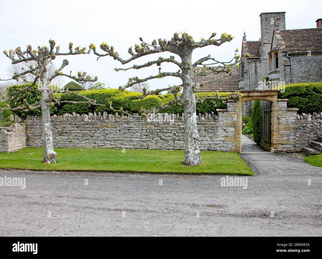 Roadway with a row of pollarded trees in front of a dry stone wall ...