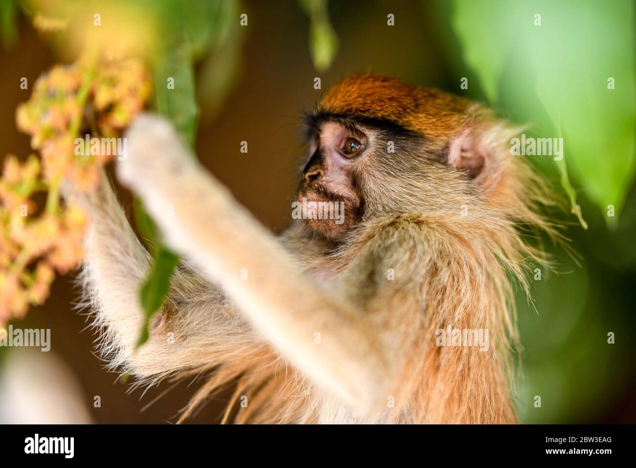 Africa, West Africa, Togo, Kara, Sarakawa. Portrait of a monkey eating ...