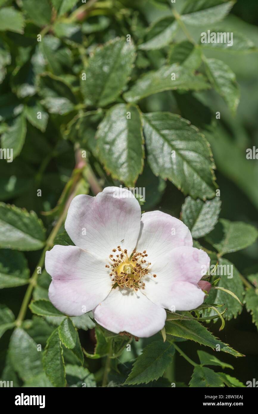 Flowering Dog Rose / Rosa canina growing in a Cornwall hedgerow. A ...