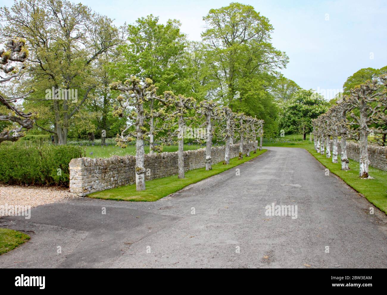 Pollarded Tree Garden High Resolution Stock Photography and Images - Alamy